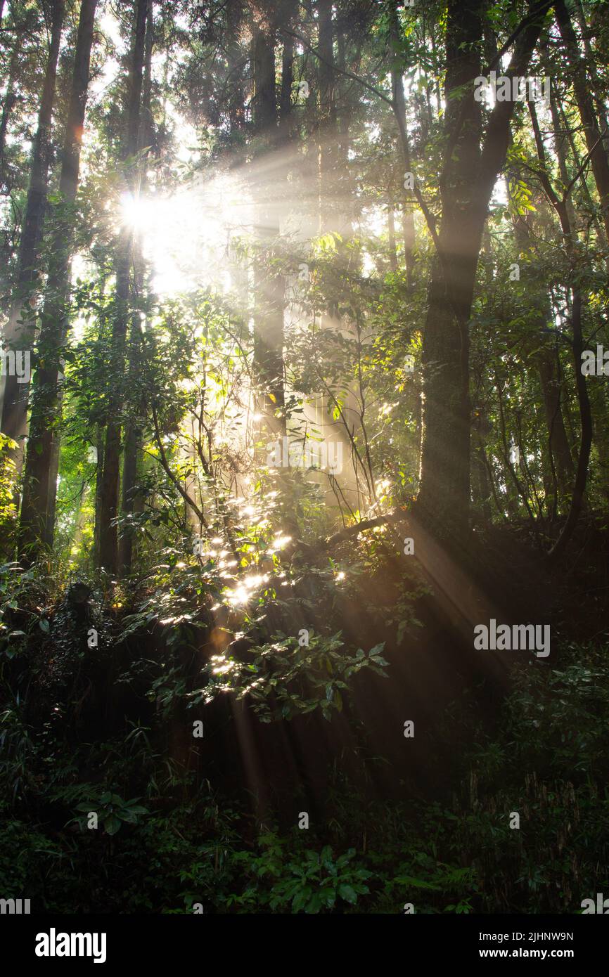 Fresh Green Forest in Aso, Kumamoto Prefecture, Japan Stock Photo - Alamy