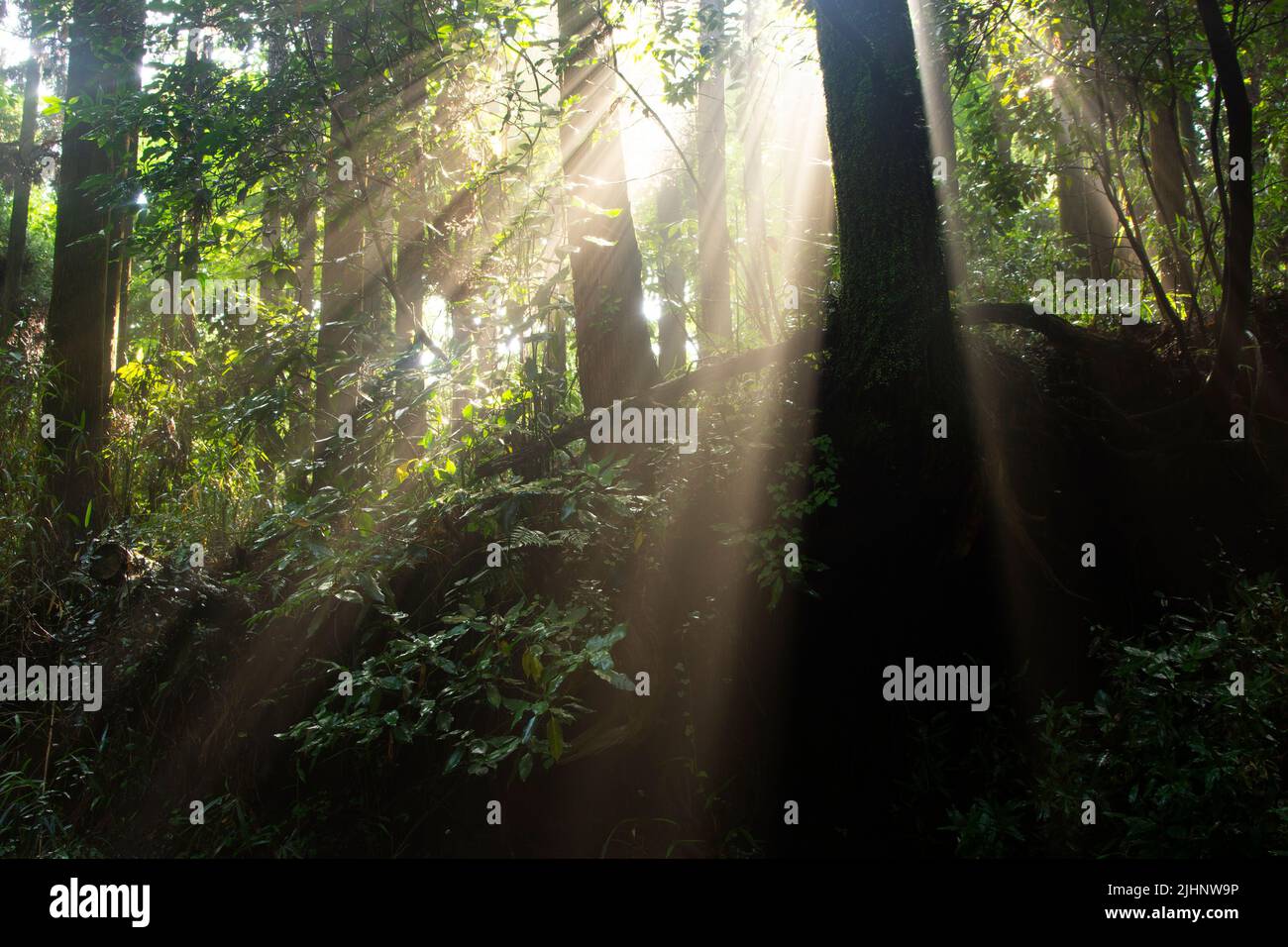 Fresh Green Forest in Aso, Kumamoto Prefecture, Japan Stock Photo - Alamy
