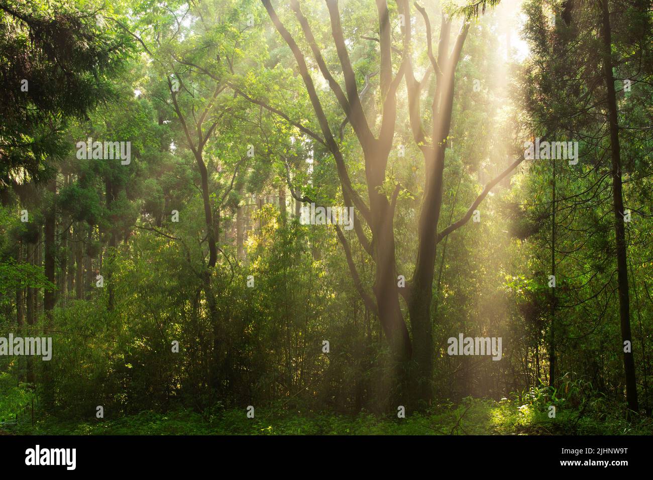 Fresh Green Forest in Aso, Kumamoto Prefecture, Japan Stock Photo - Alamy