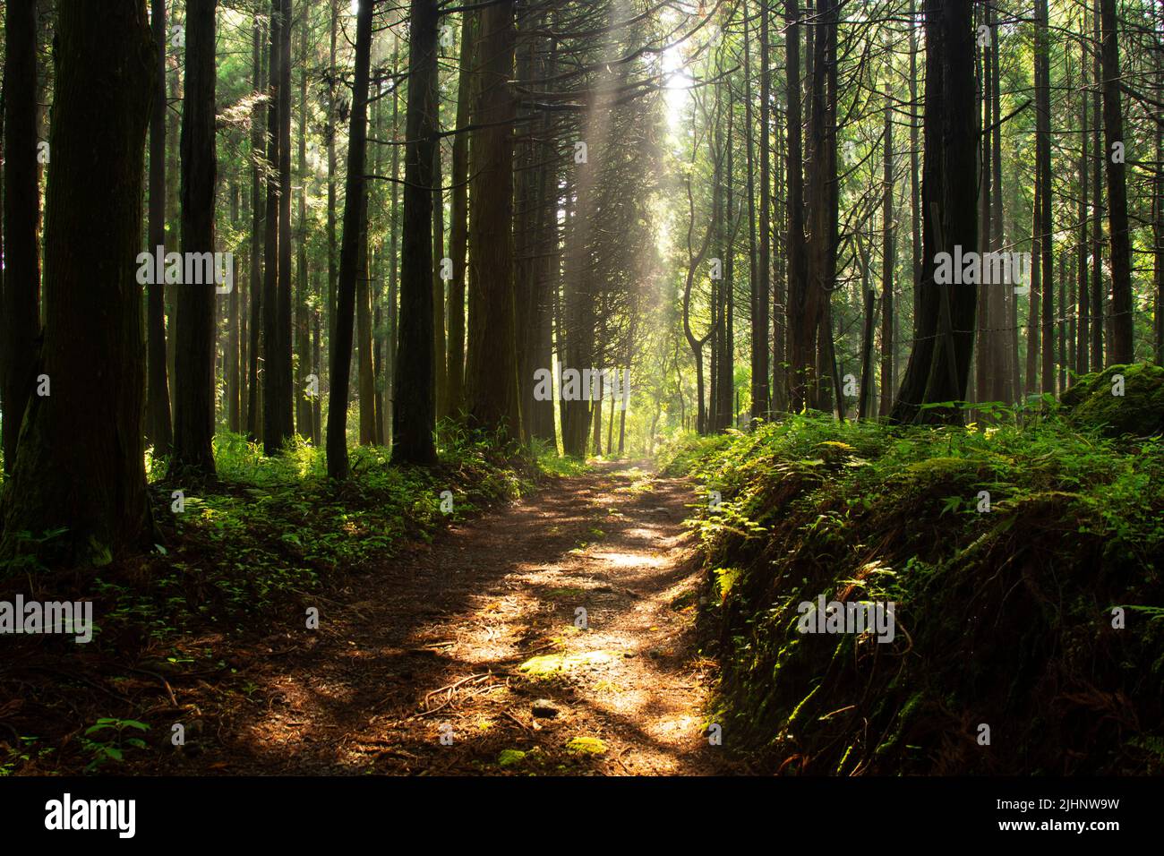 Fresh Green Forest in Aso, Kumamoto Prefecture, Japan Stock Photo - Alamy