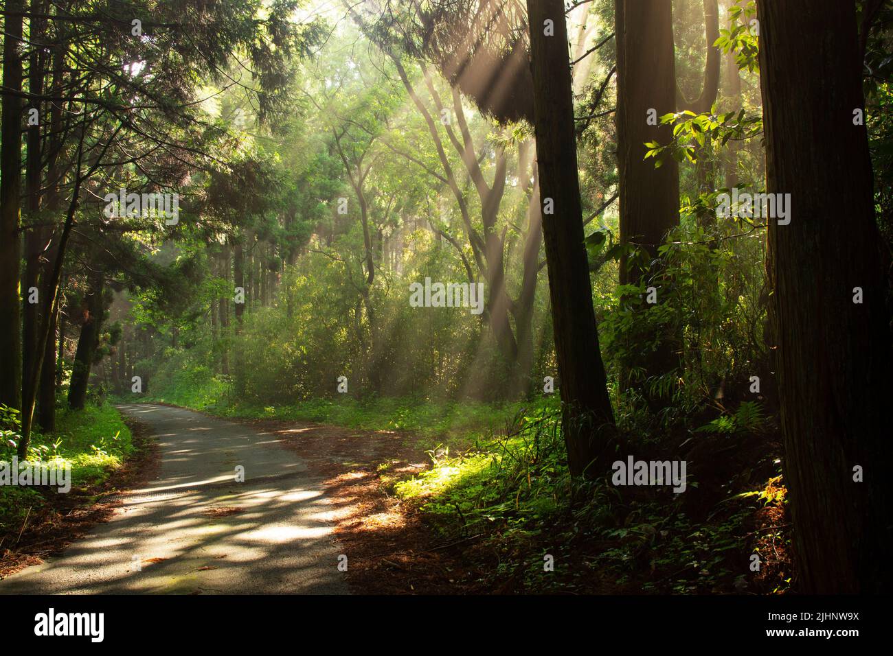 Fresh Green Forest in Aso, Kumamoto Prefecture, Japan Stock Photo - Alamy