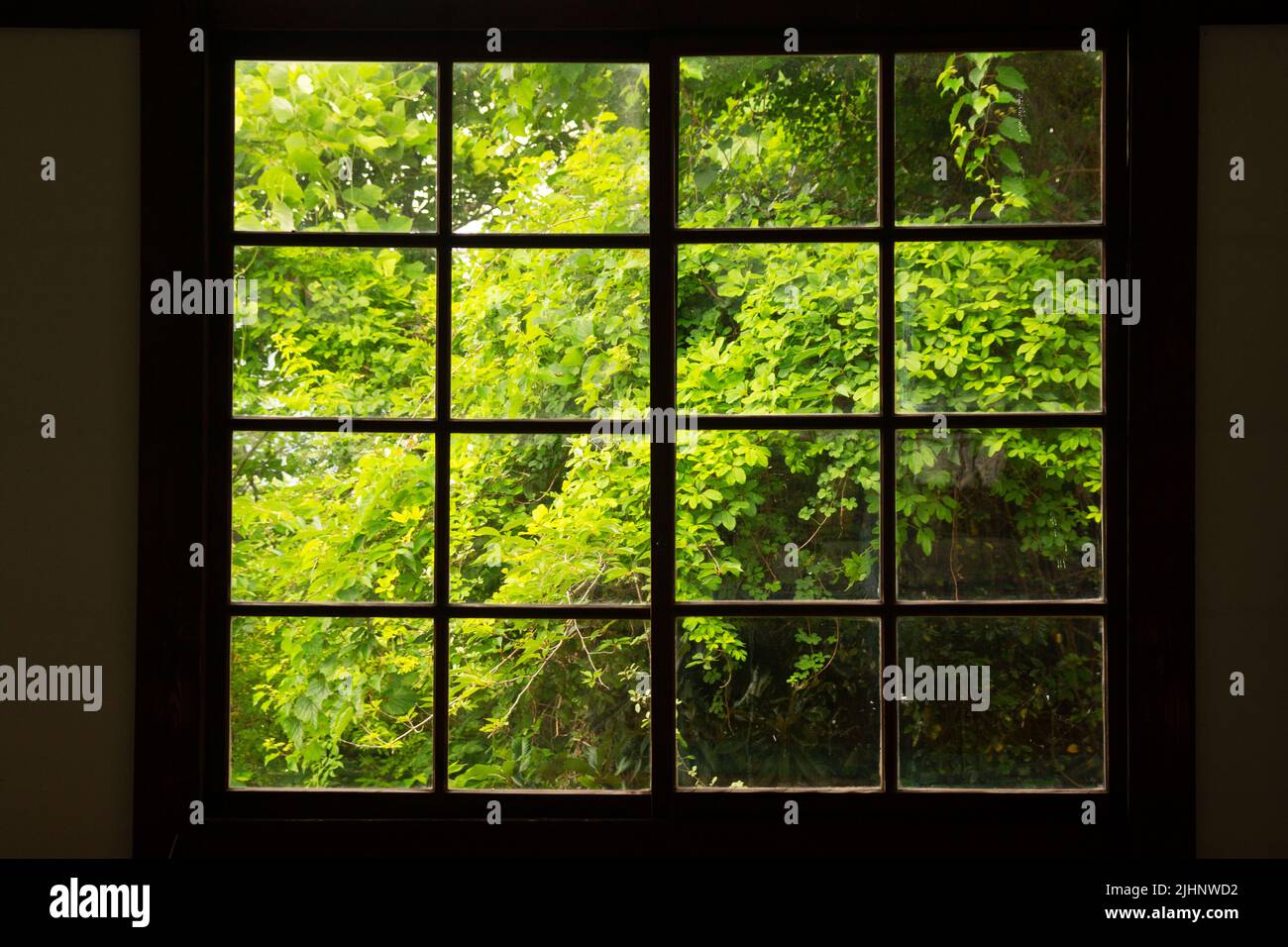 Fresh Green Forest through the Window Stock Photo - Alamy