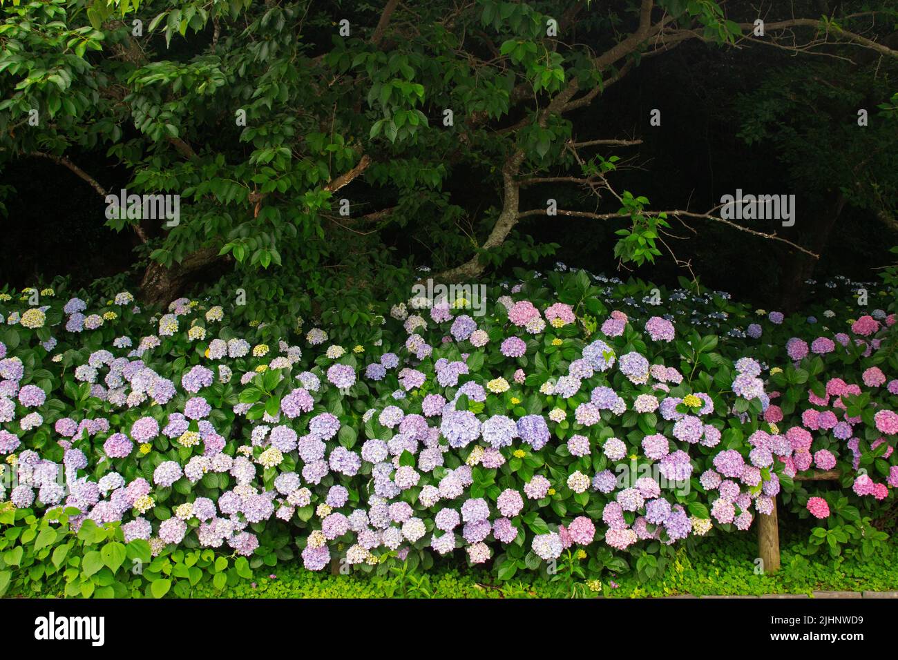 Hydrangea japan forest hi-res stock photography and images - Alamy