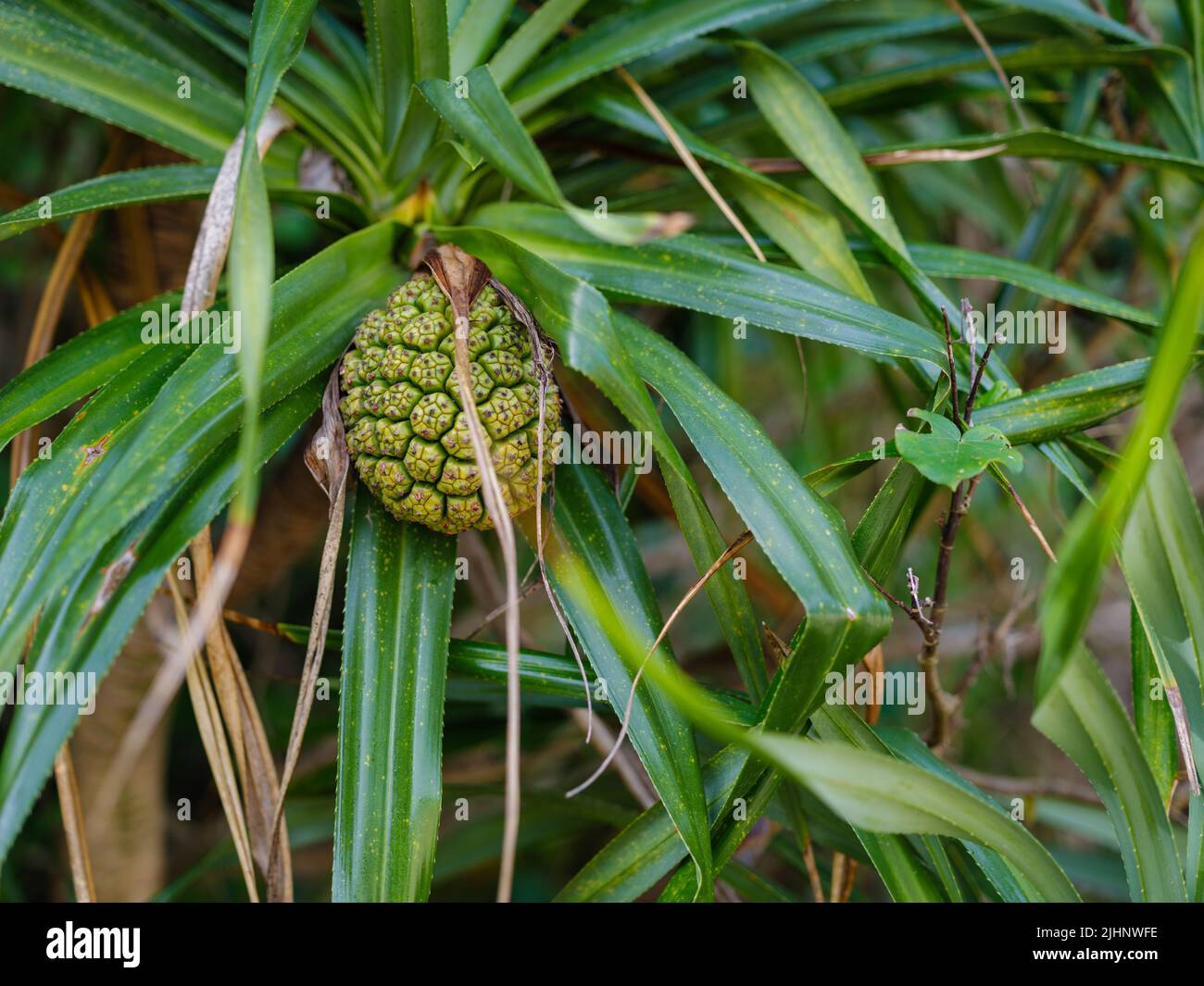 Screw pine leaf hi-res stock photography and images - Alamy