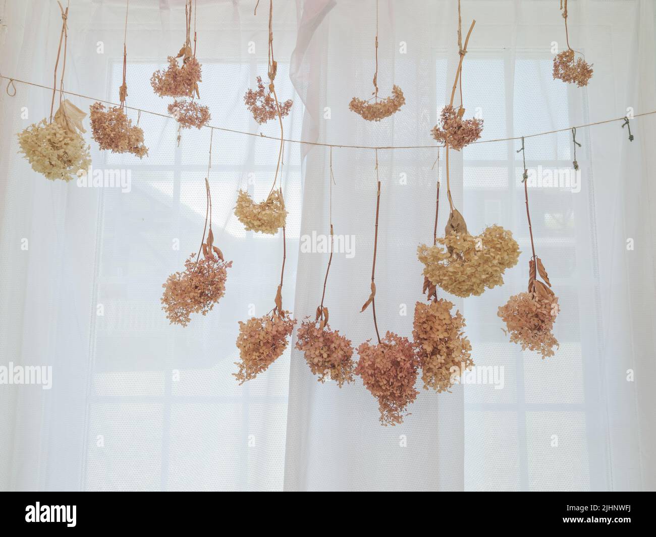 Dried Flower by the Window Stock Photo - Alamy