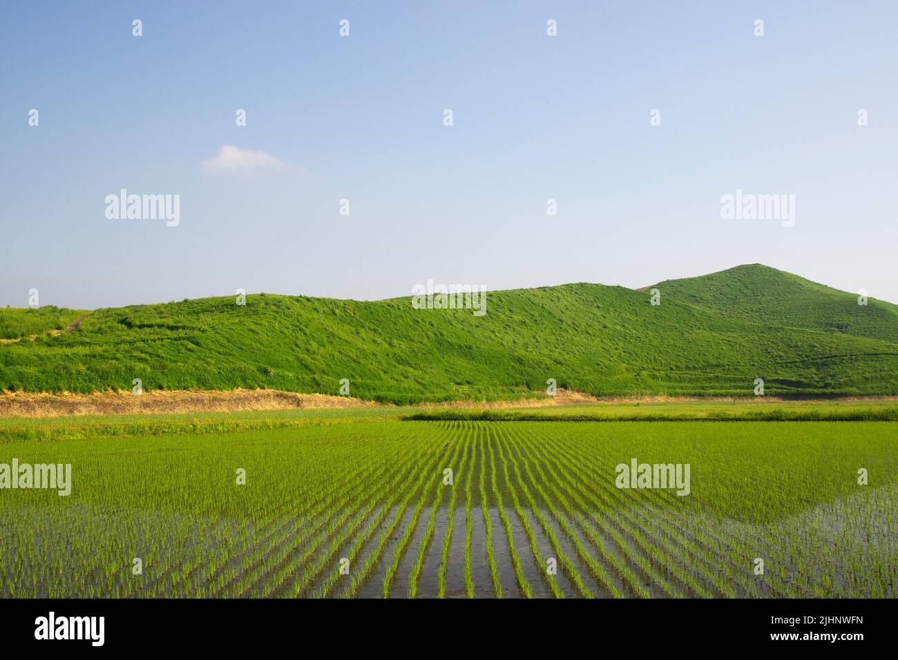 Rice Paddy in Caldera of Mt. Aso, Kumamoto Prefecture, Japan Stock ...