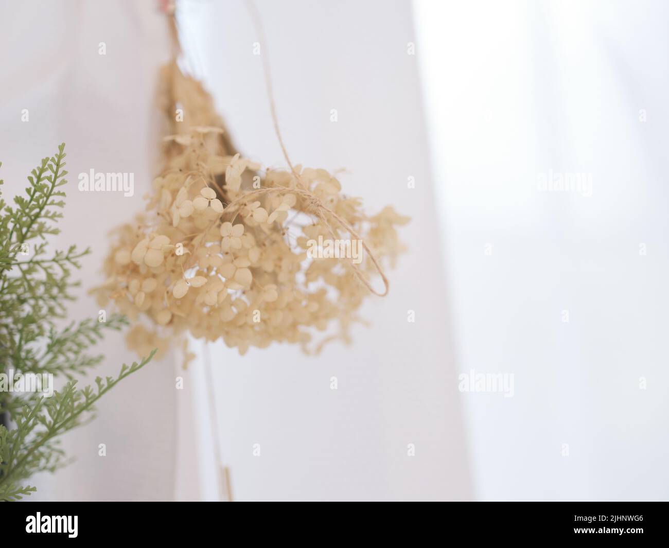 Dried Flower by the Window Stock Photo - Alamy