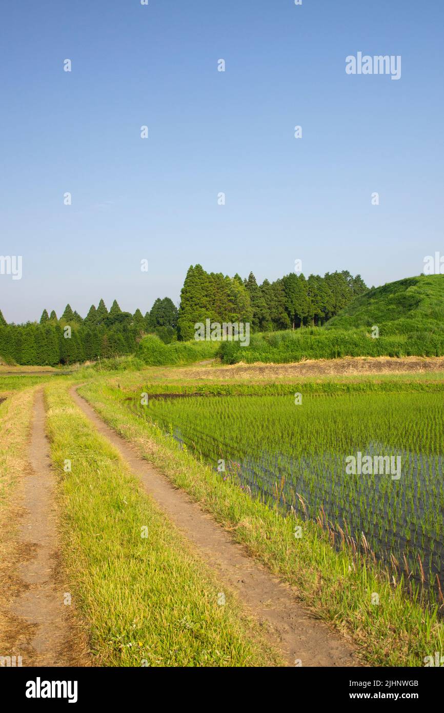 Rice Paddy in Caldera of Mt. Aso, Kumamoto Prefecture, Japan Stock ...