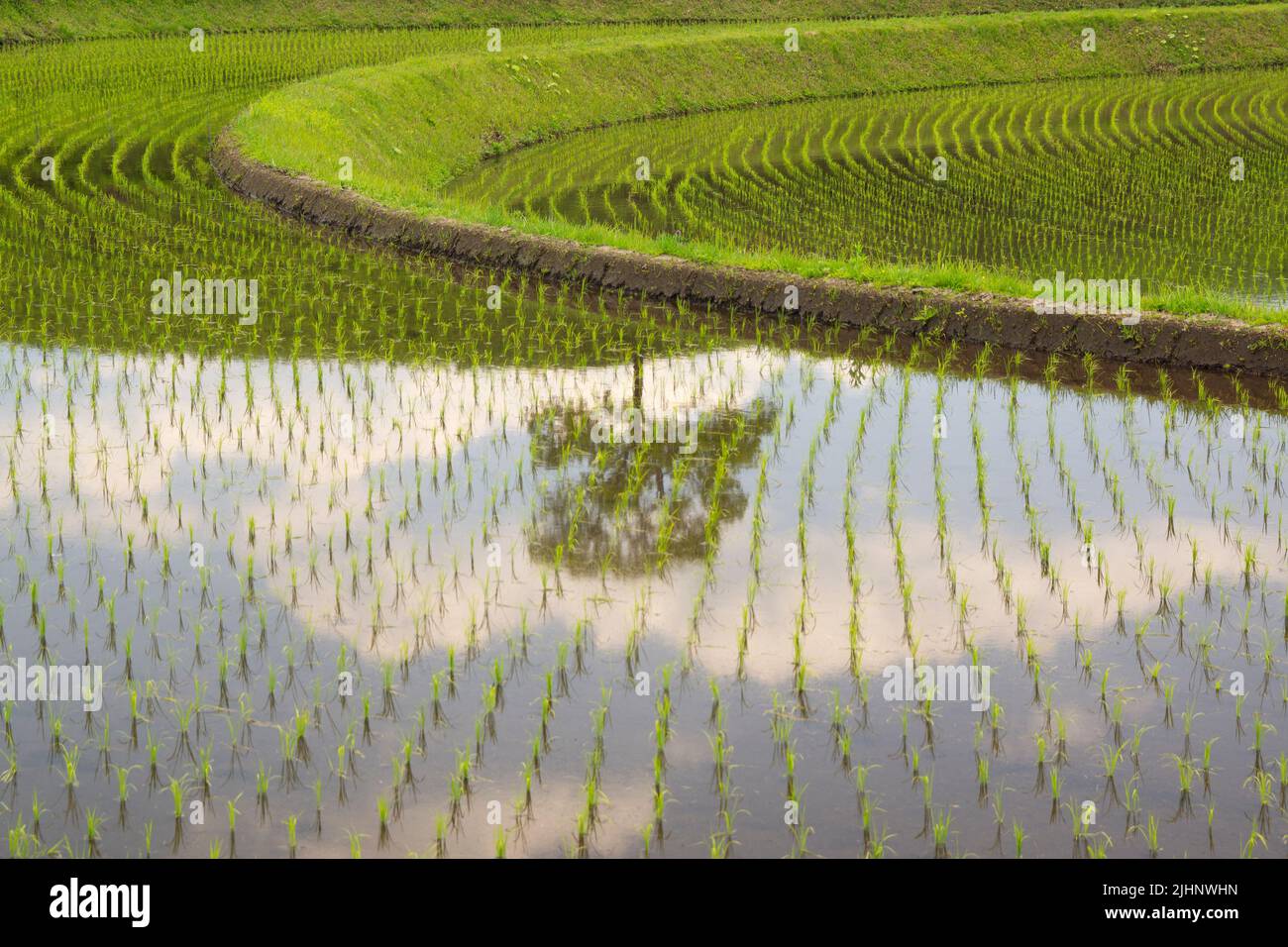 Ogi Rice Terraces in Ubuyama Village, Aso, Kumamoto Prefecture, Japan ...