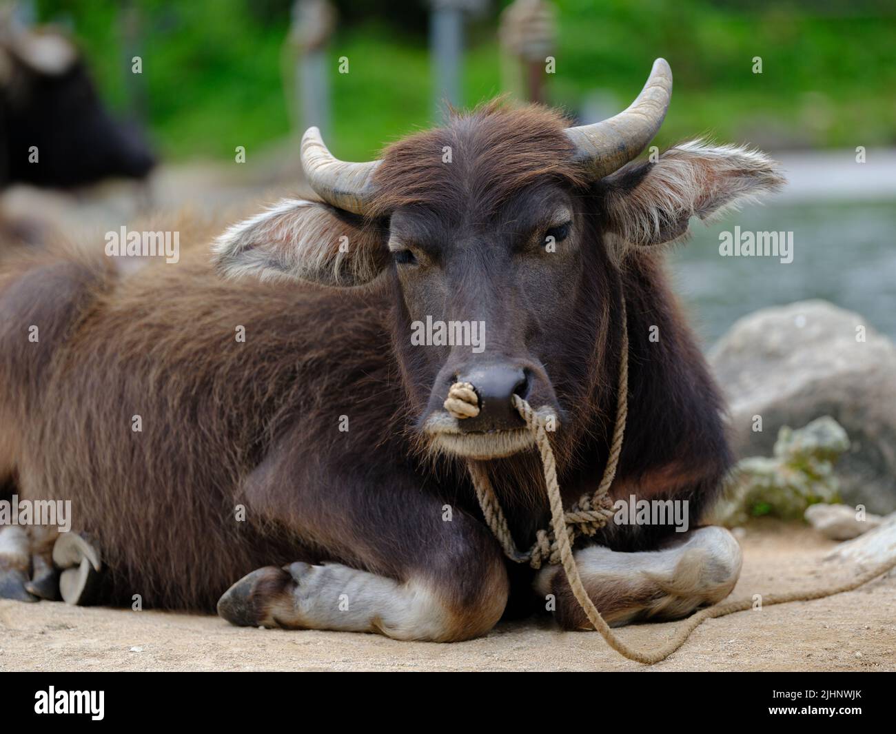 Taketomi water buffalo hi-res stock photography and images - Alamy