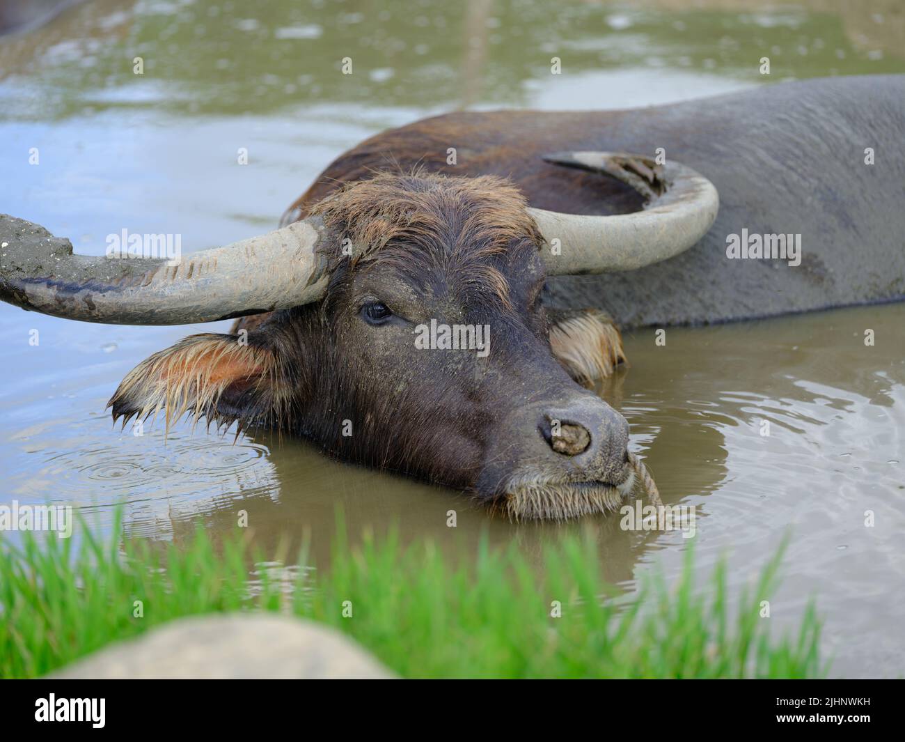Taketomi water buffalo hi-res stock photography and images - Alamy