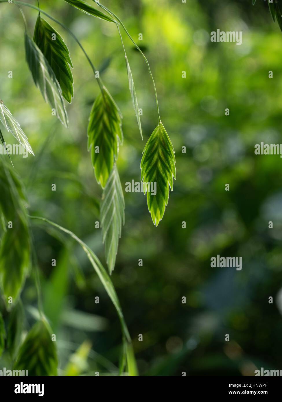 George mitchell nature preserve hi-res stock photography and images - Alamy