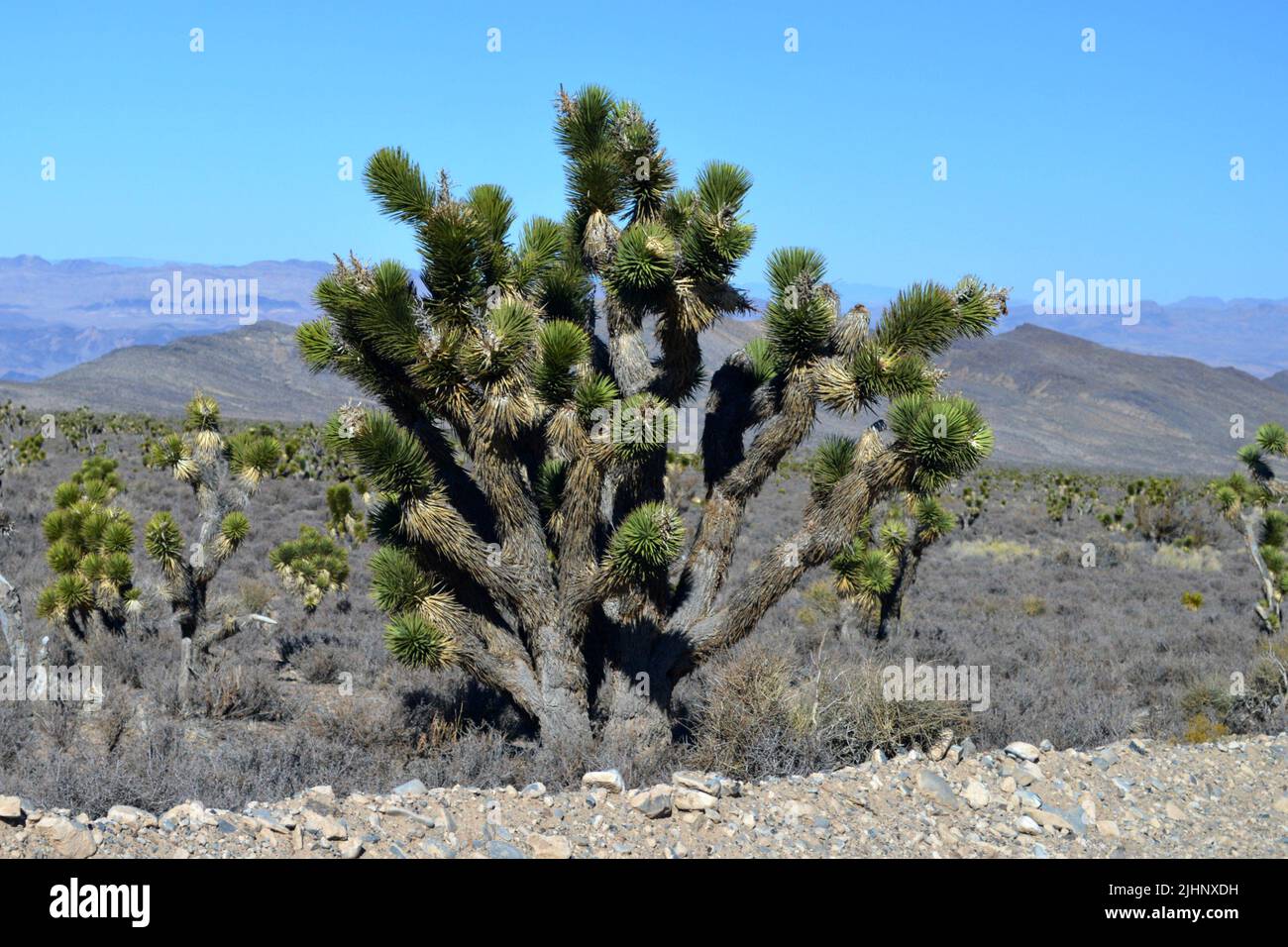 Joshua tree isolated hi-res stock photography and images - Alamy