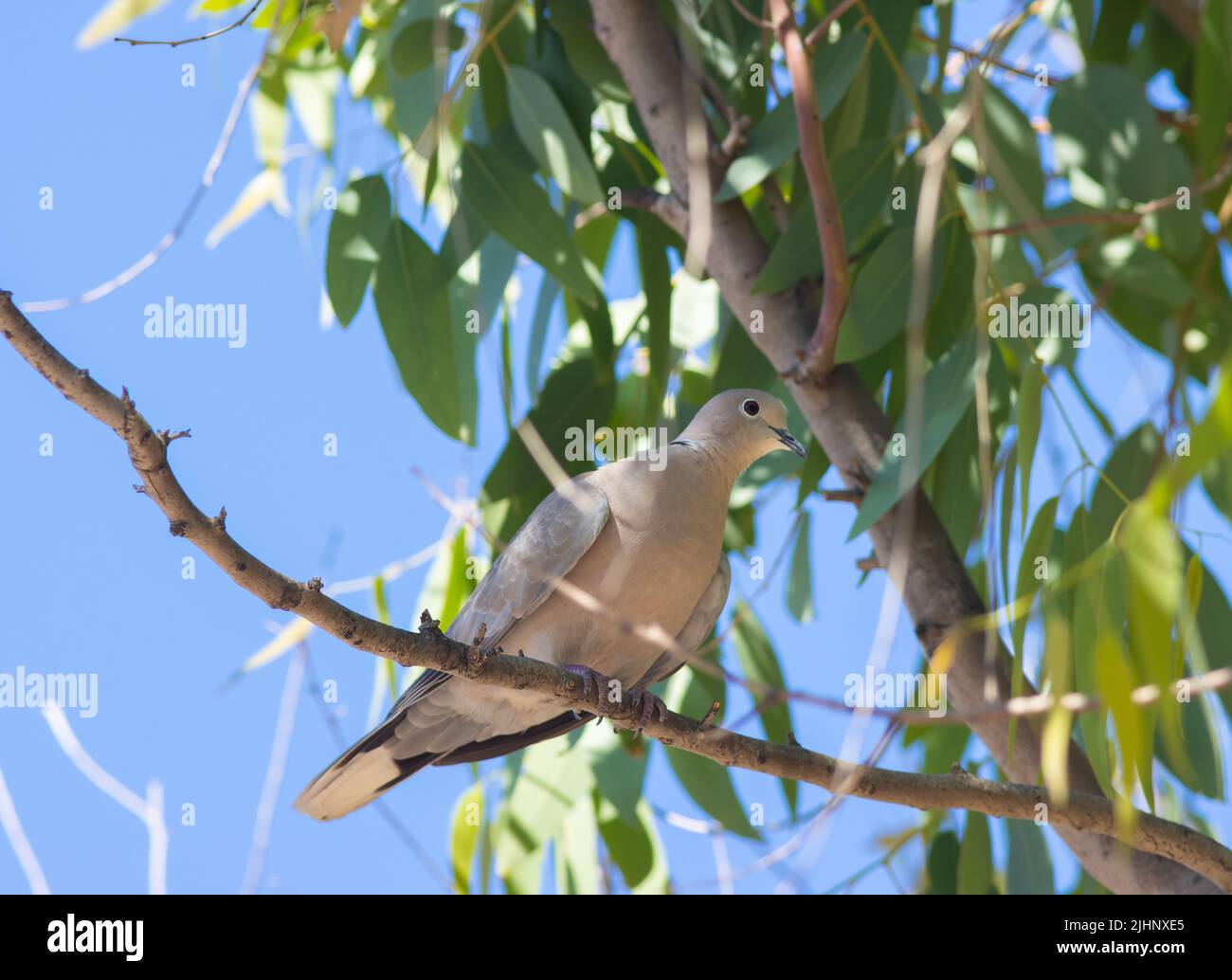 Turkish dove - pigeon sits on the treee in shadow of green leafs Stock ...