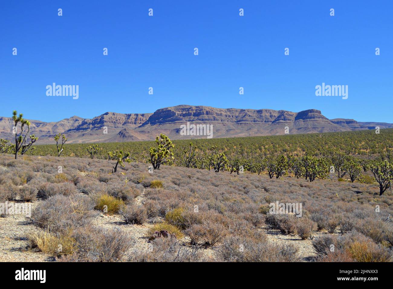 Arizona desert landscape hi-res stock photography and images - Alamy