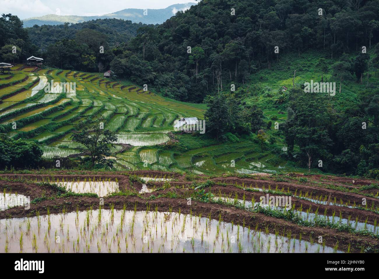 Rice fields outside the growing season,in asia Stock Photo - Alamy