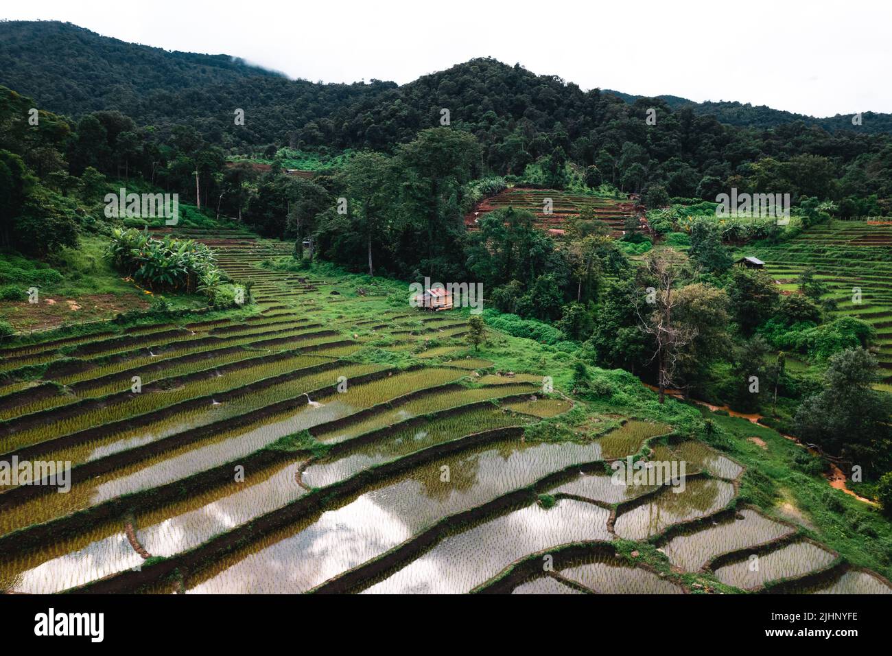 Rice fields outside the growing season,in asia Stock Photo - Alamy