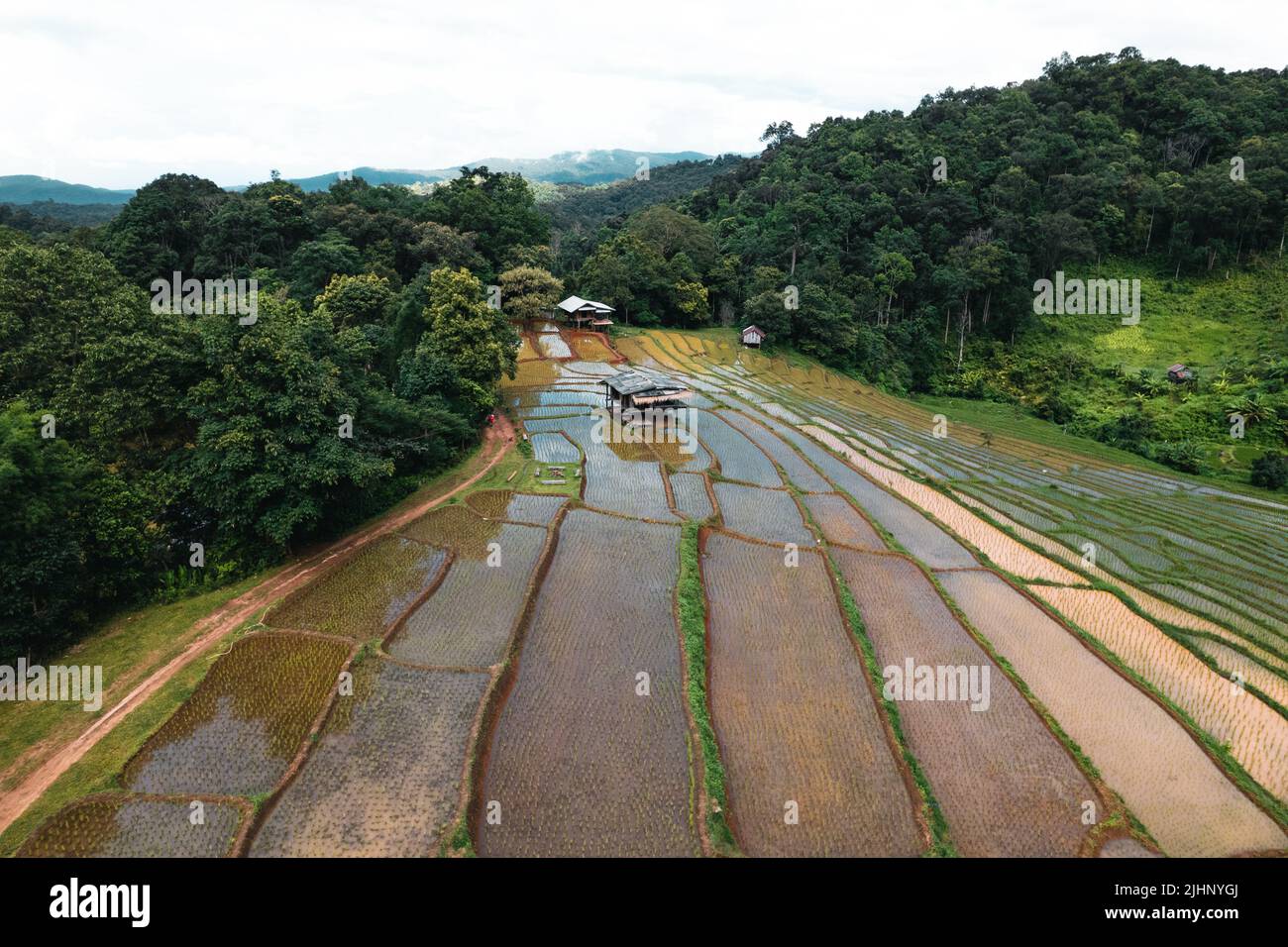Rice fields outside the growing season,in asia Stock Photo - Alamy