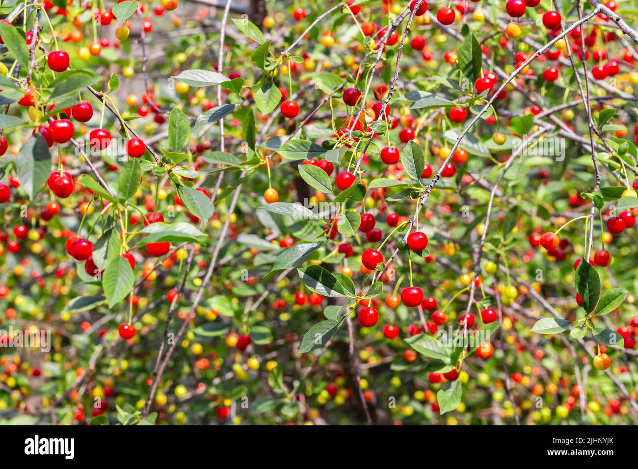 Summer sun cherry tree hi-res stock photography and images - Alamy