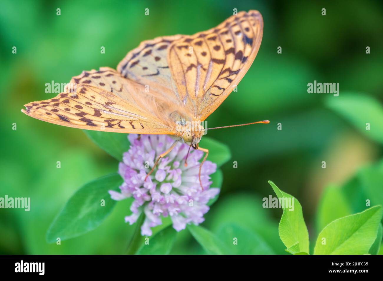 The dark green fritillary butterfly collects nectar on flower. Speyeria ...