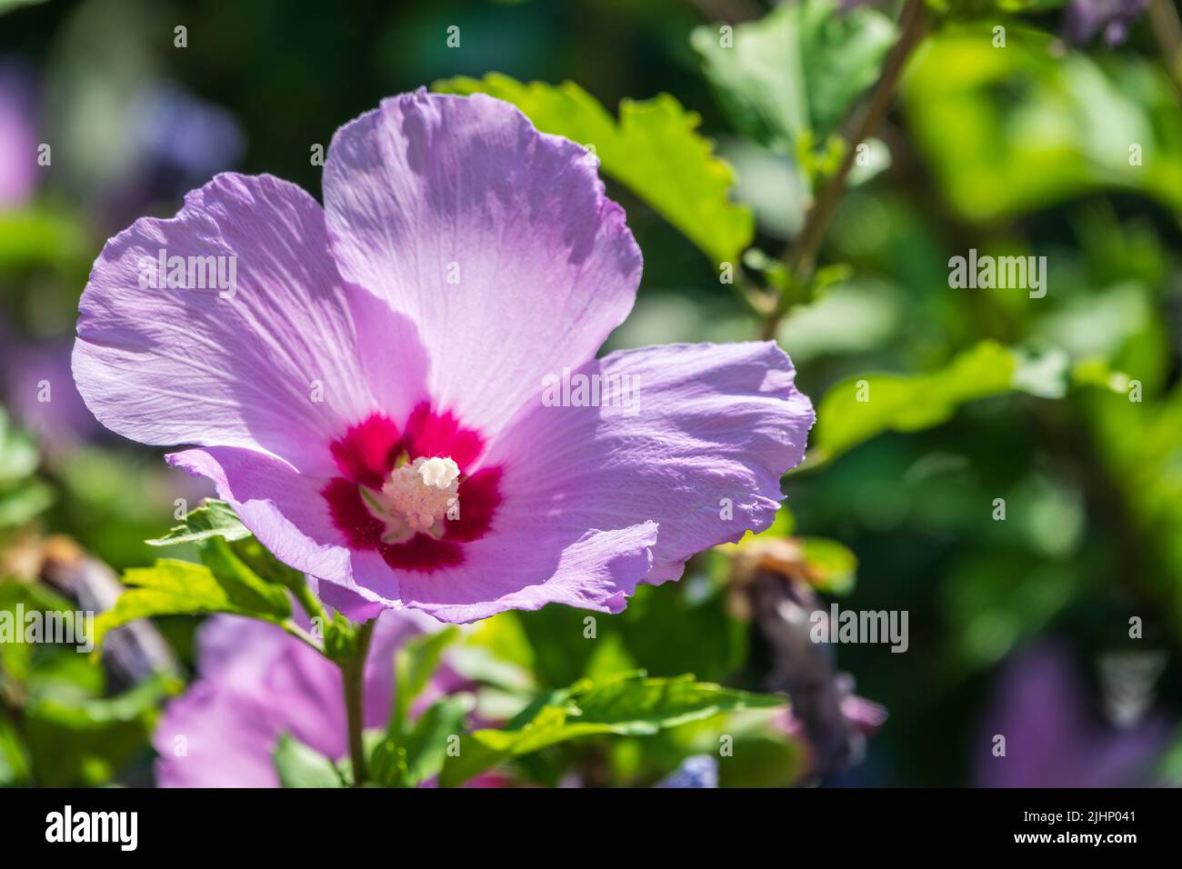 Pink flowers of Hibiscus moscheutos plant close-up. Hibiscus moscheutos ...