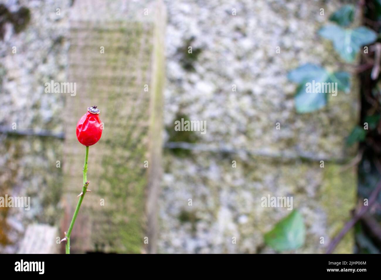 a single bright red rose hip with a natural Autumn background and gate ...