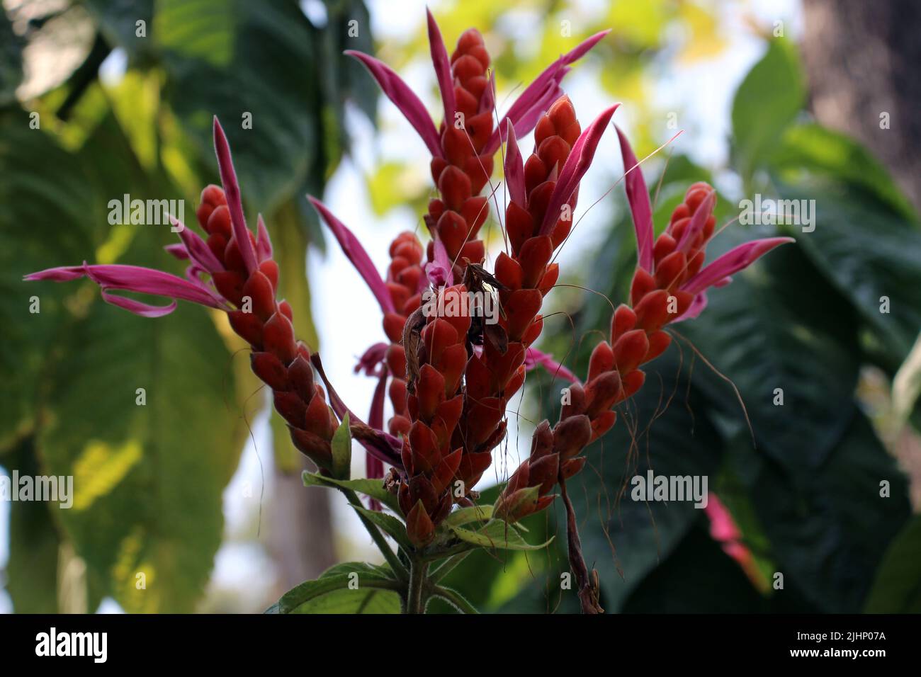 dark red tropical flowers isolated on a natural green forest background ...