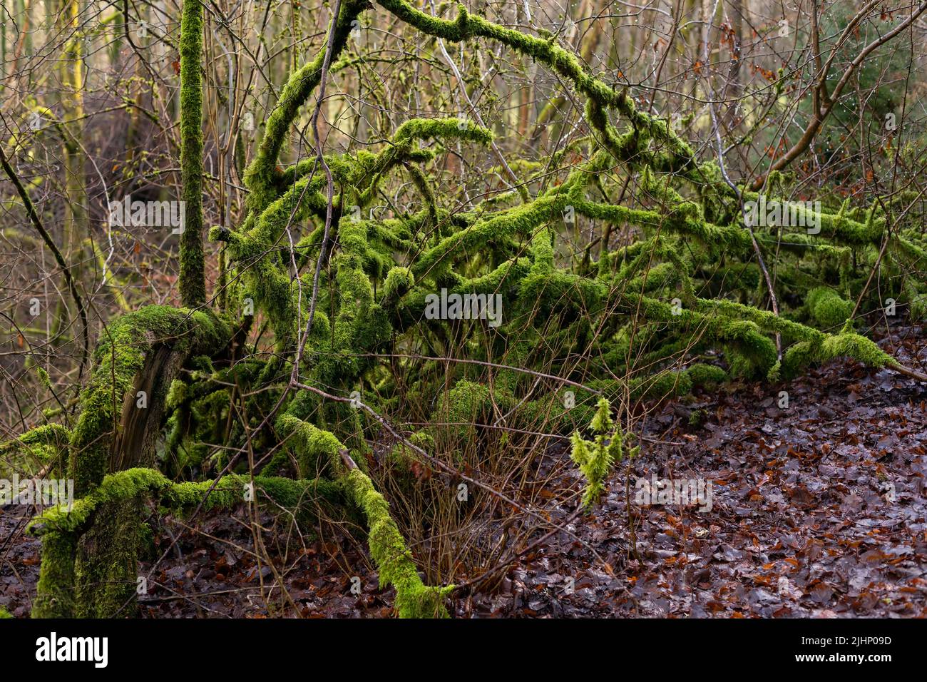 Moss lichen covering tree trunk in wet wood hi-res stock photography ...