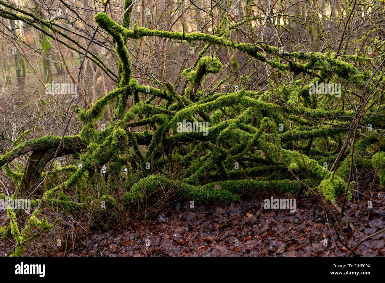 Moss lichen covering tree trunk in wet wood hi-res stock photography ...
