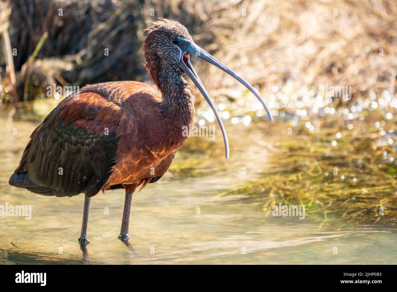 The glossy ibis, latin name Plegadis falcinellus, searching for food in ...