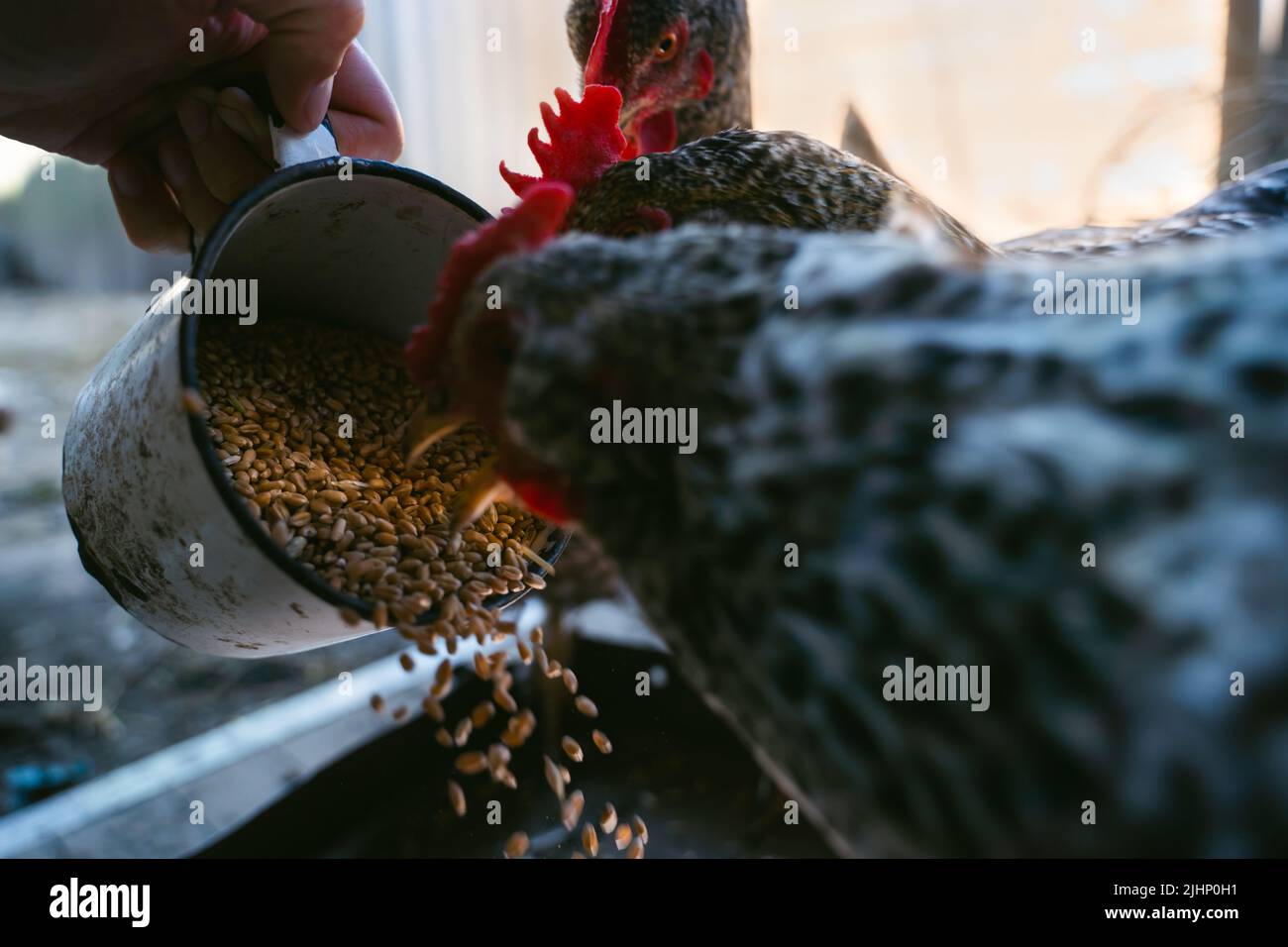 Chickens pecking feeder hi-res stock photography and images - Alamy