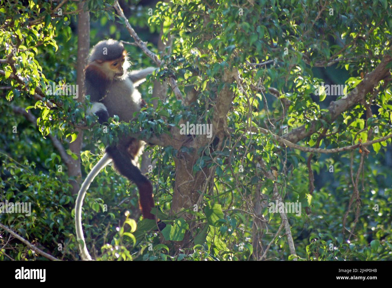 Son Tra Peninsula, Vietnam. 27th June, 2022. Red-legged dress monkeys ...