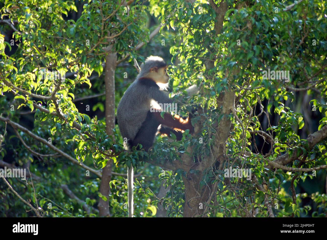 Son Tra Peninsula, Vietnam. 27th June, 2022. Red-legged dress monkeys ...