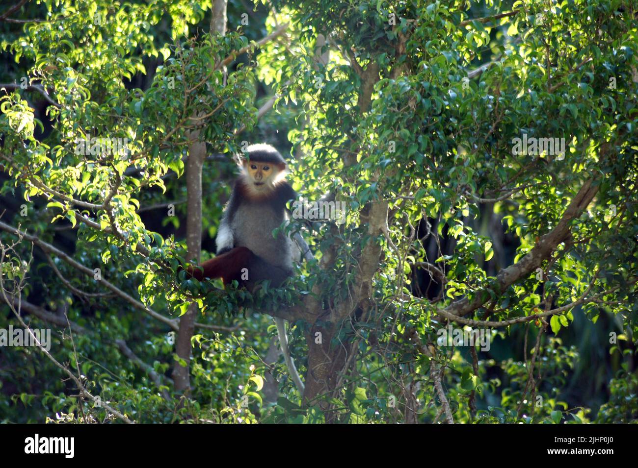Son Tra Peninsula, Vietnam. 27th June, 2022. Red-legged dress monkeys ...