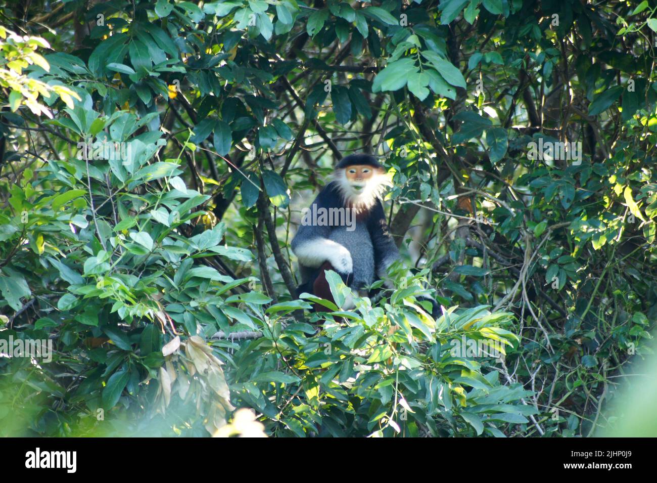 Son Tra Peninsula, Vietnam. 27th June, 2022. Red-legged dress monkeys ...