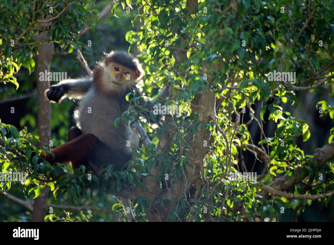 Son Tra Peninsula, Vietnam. 27th June, 2022. Red-legged dress monkeys ...