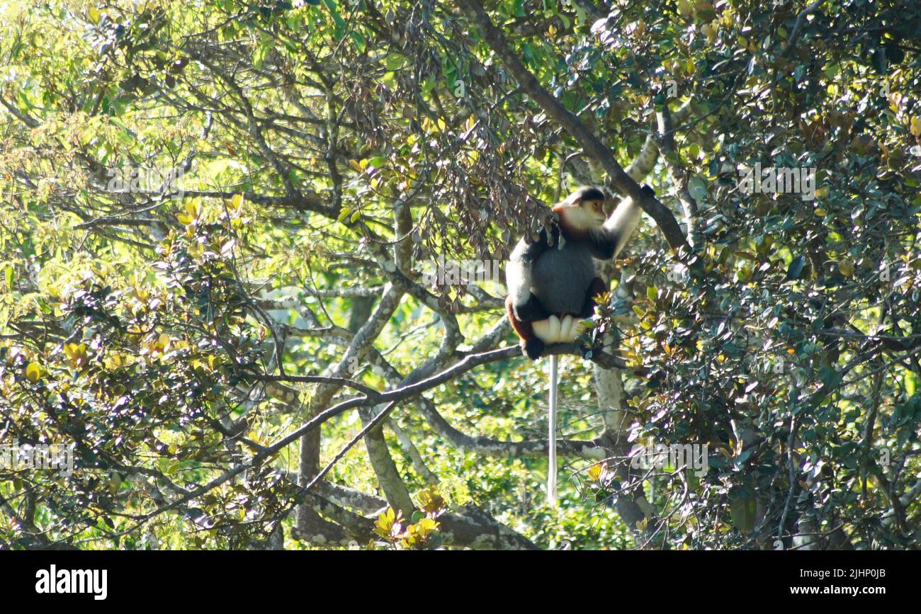 Son Tra Peninsula, Vietnam. 27th June, 2022. Red-legged dress monkeys ...