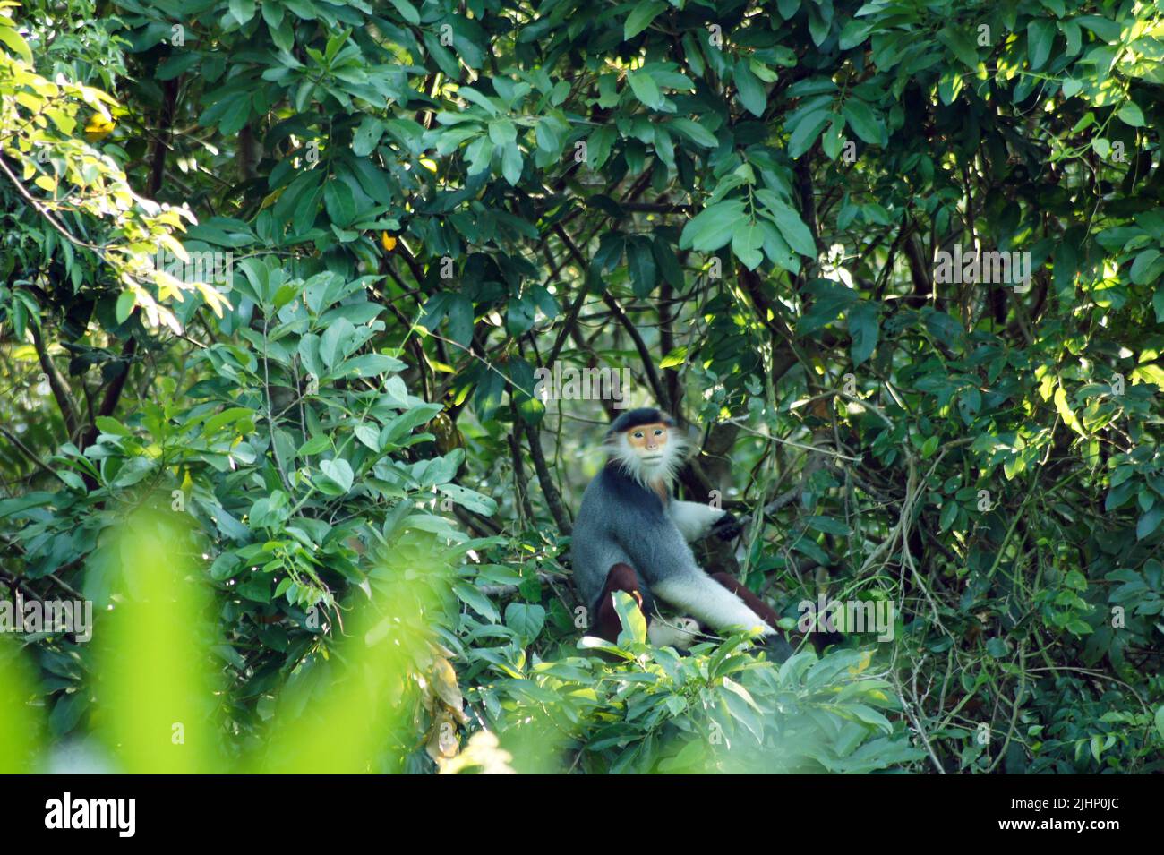 Son Tra Peninsula, Vietnam. 27th June, 2022. Red-legged dress monkeys ...
