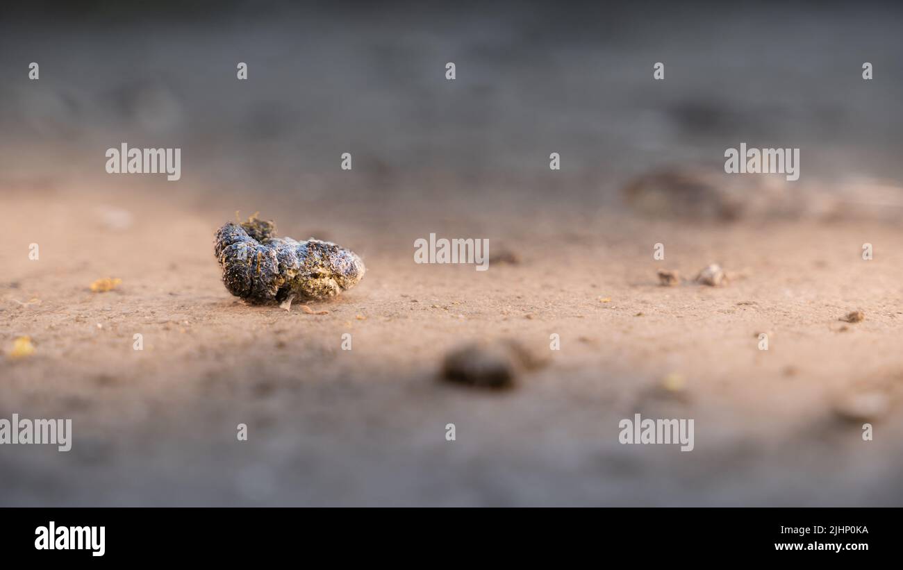 Fresh chicken poop close-up. Litter of domestic chickens Stock Photo ...