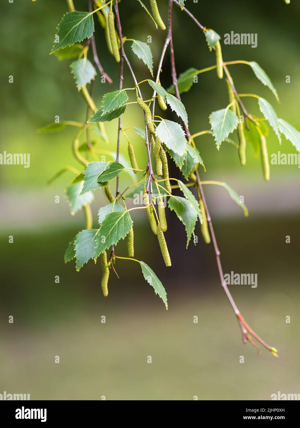 Birch branches with fresh green leaves and seeds. The branch of a birch ...