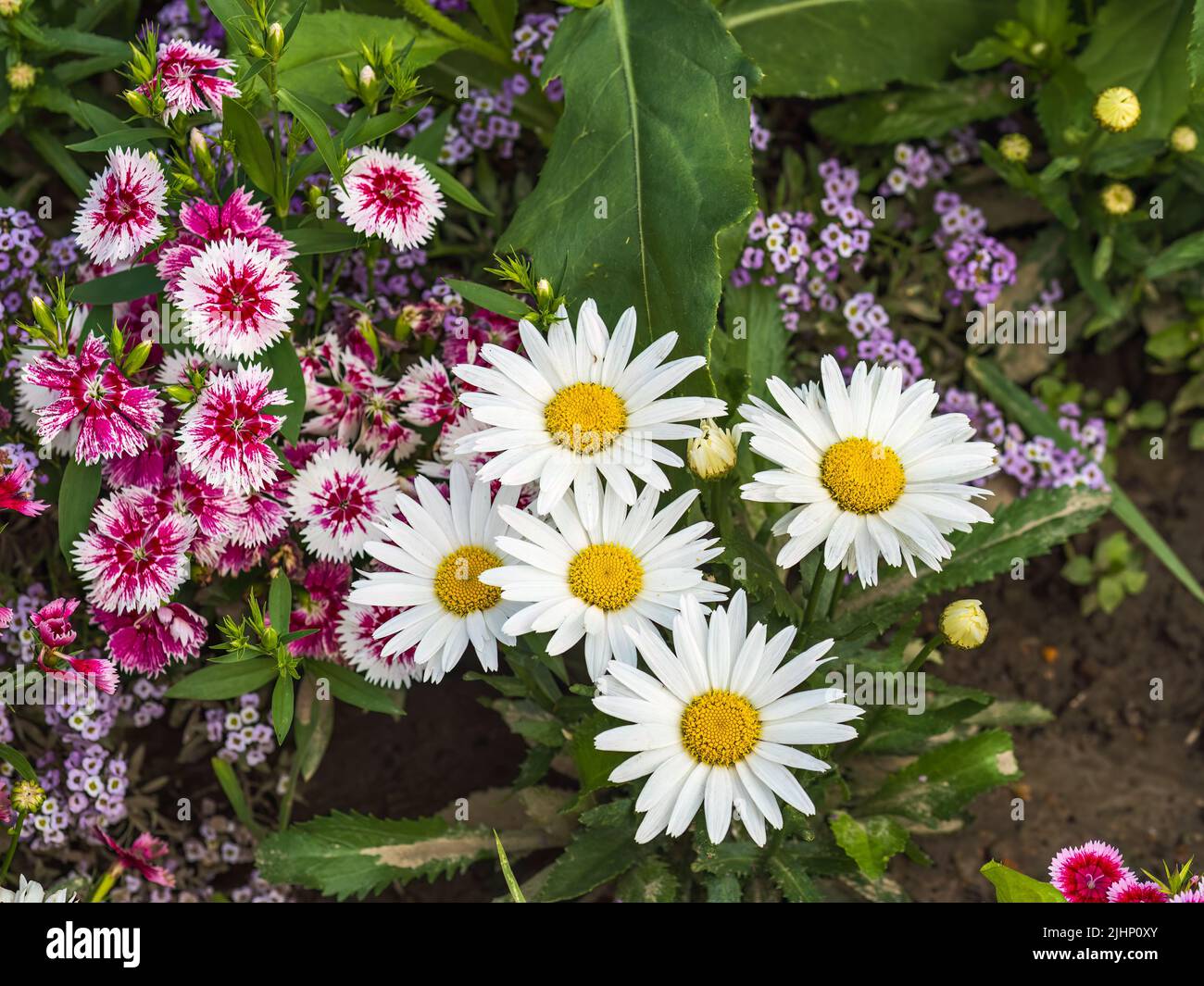Close up of some beautiful Dianthus Baby Doll, Dianthus Chinensis, and ...