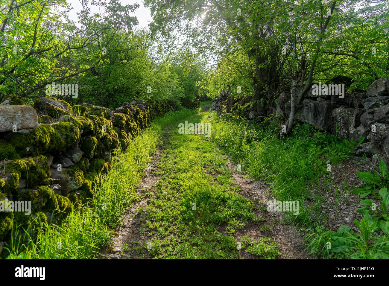 Cultural heritage of Georgia - ruins of an ancient city street road ...