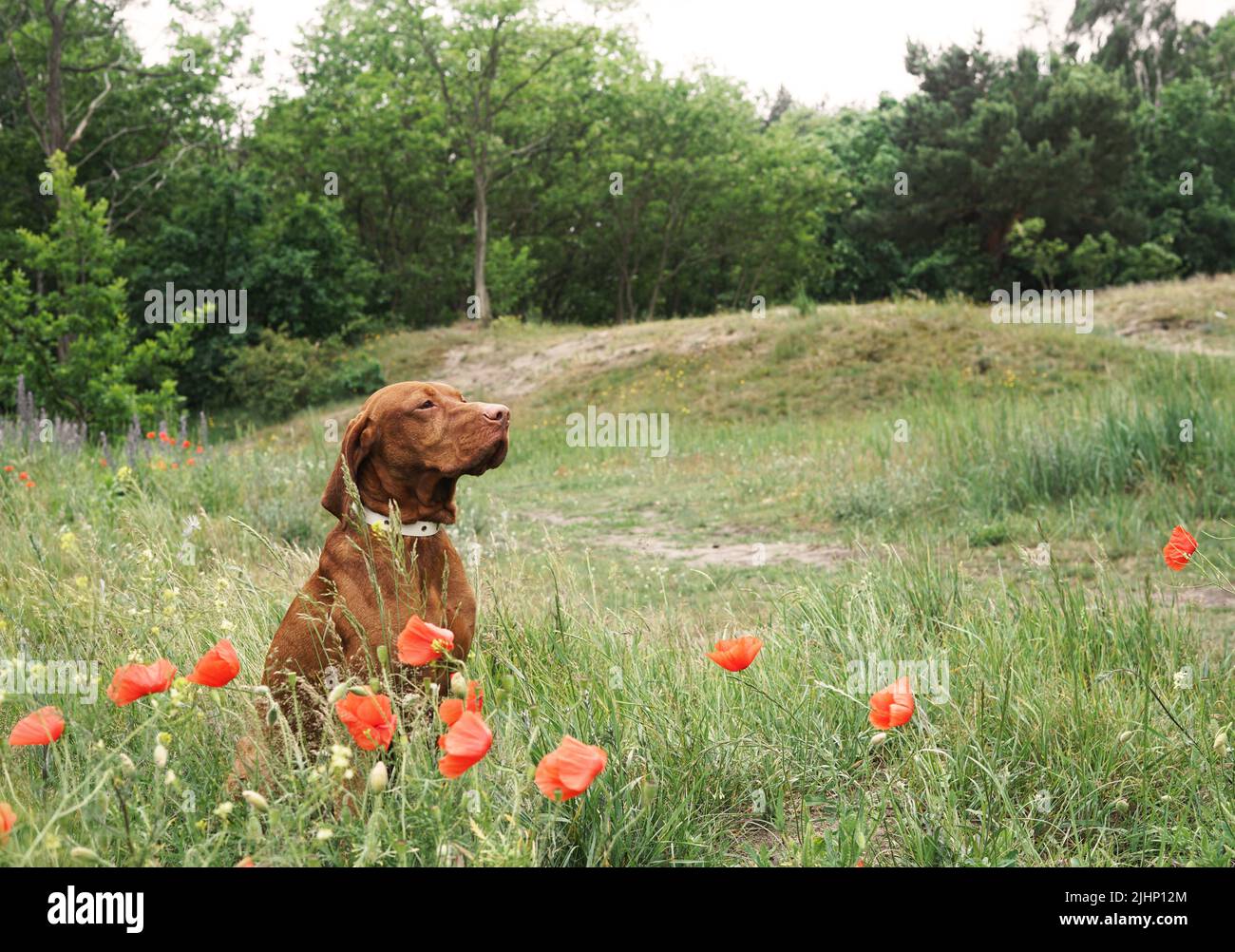 dog in the field of poppies. vyzsla. Pet on vacation Stock Photo - Alamy