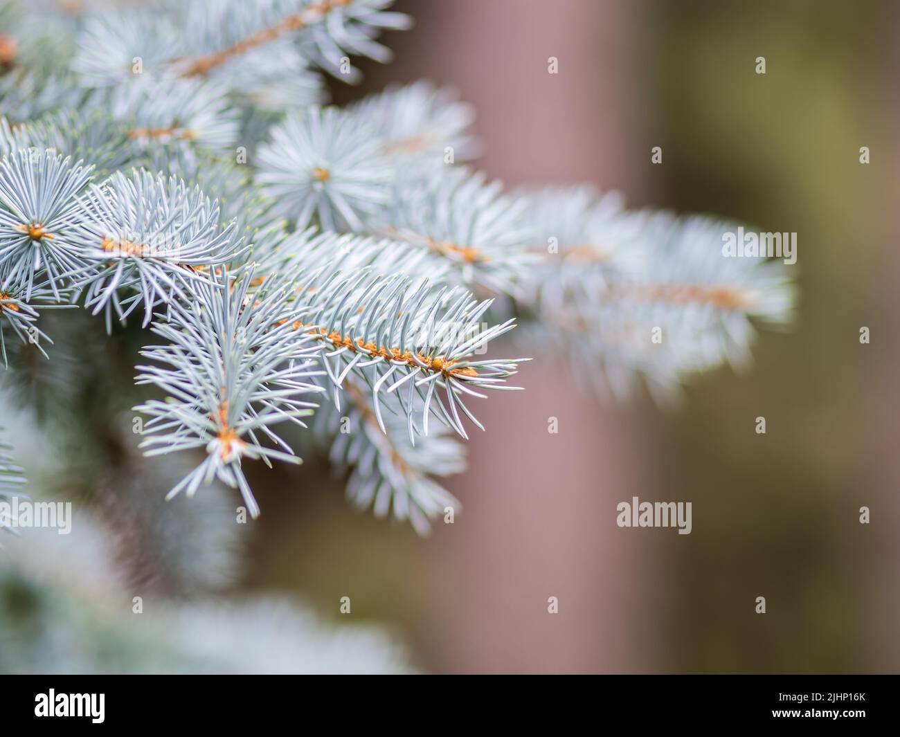 Background of green spruce branches in sunset light. Fresh fir branch ...