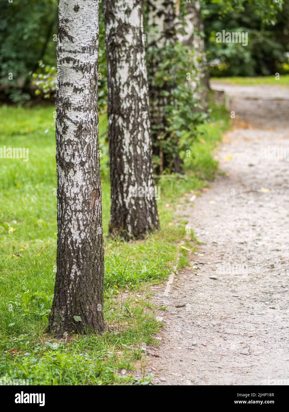 Summer walking path through the birch park in summer. Birch tree trunks ...
