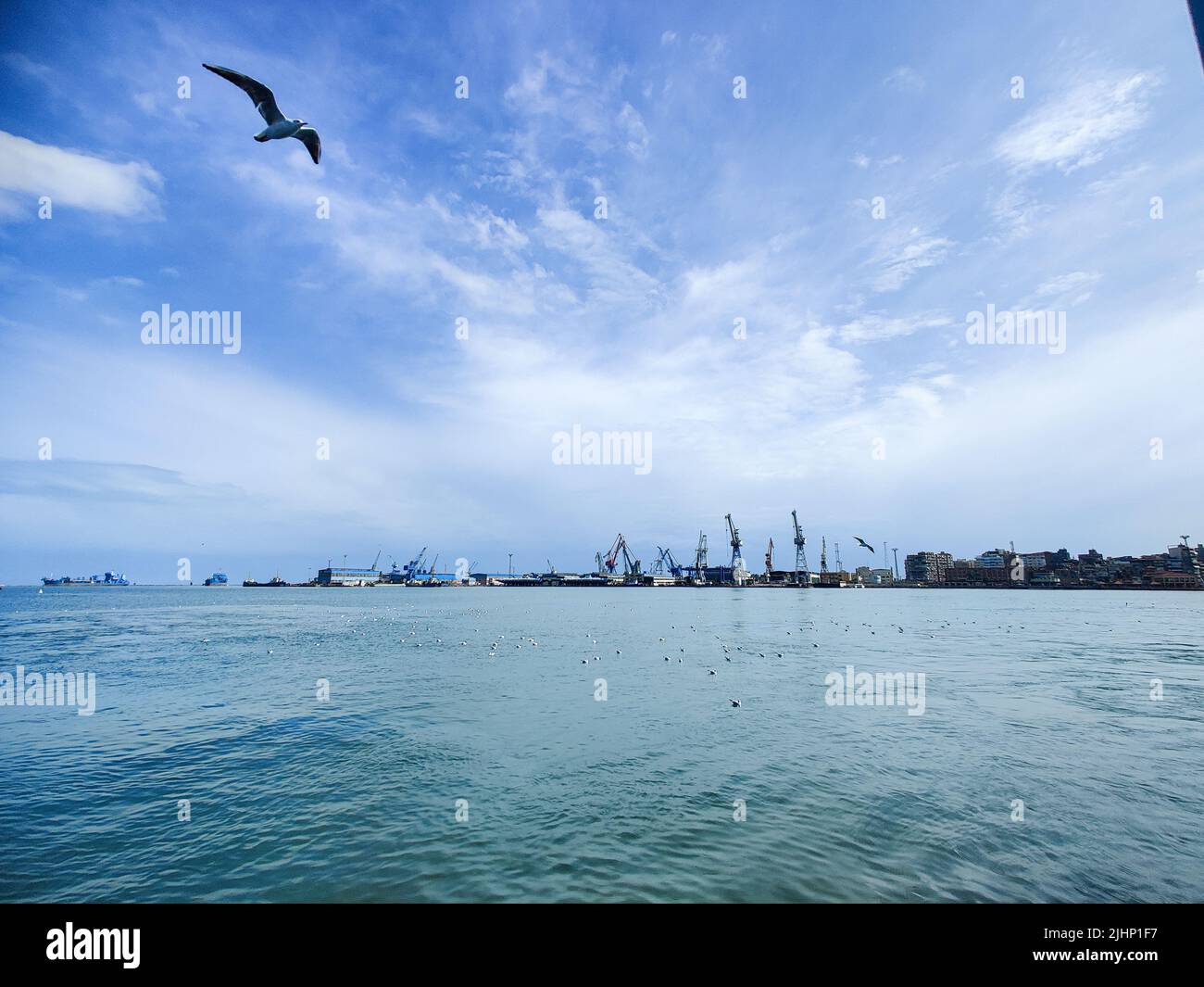 Seagulls flying and Fishing by the sea side with the background of the ...