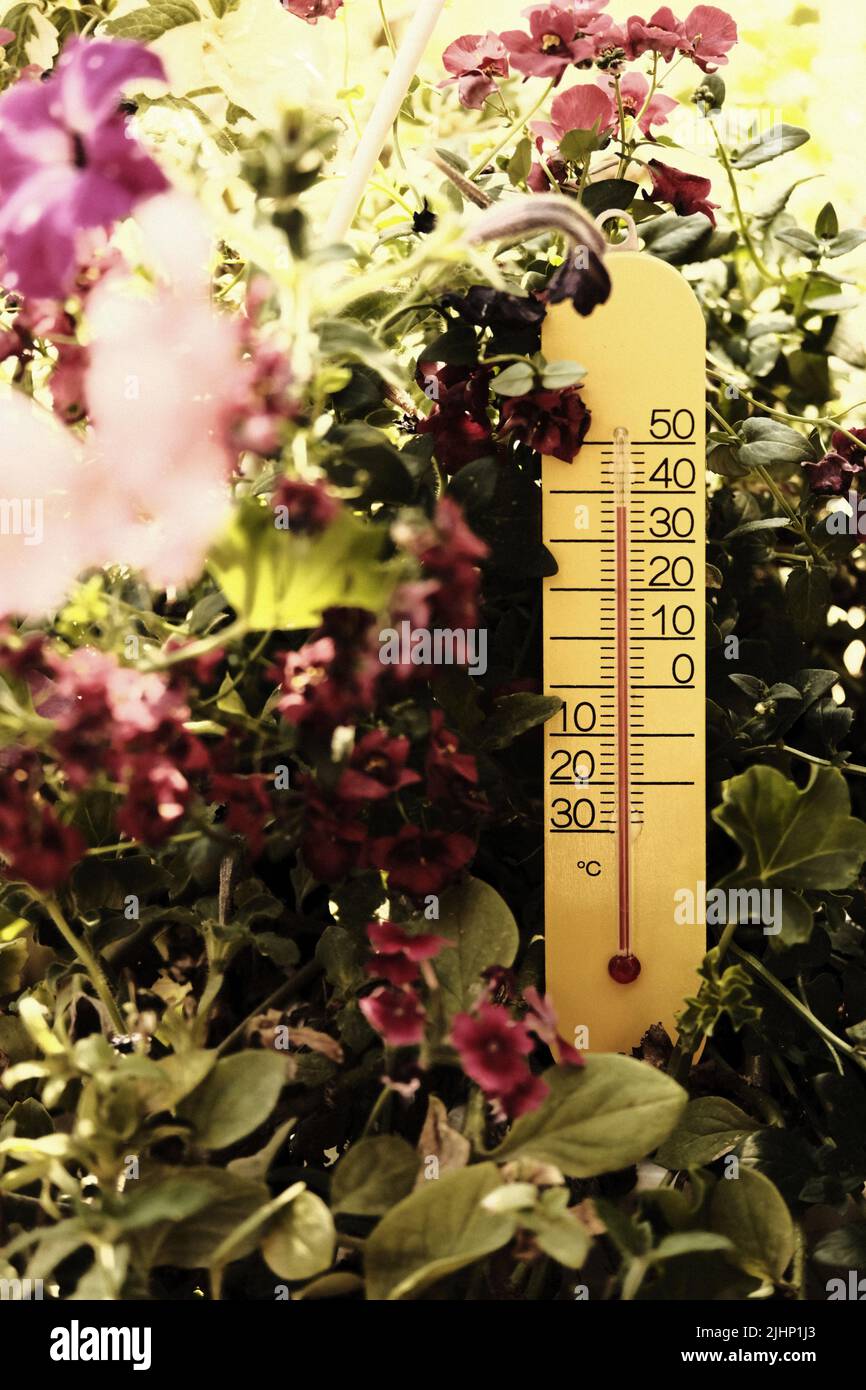 Heatwave high temperature thermometer showing 38 degrees in the shade ...