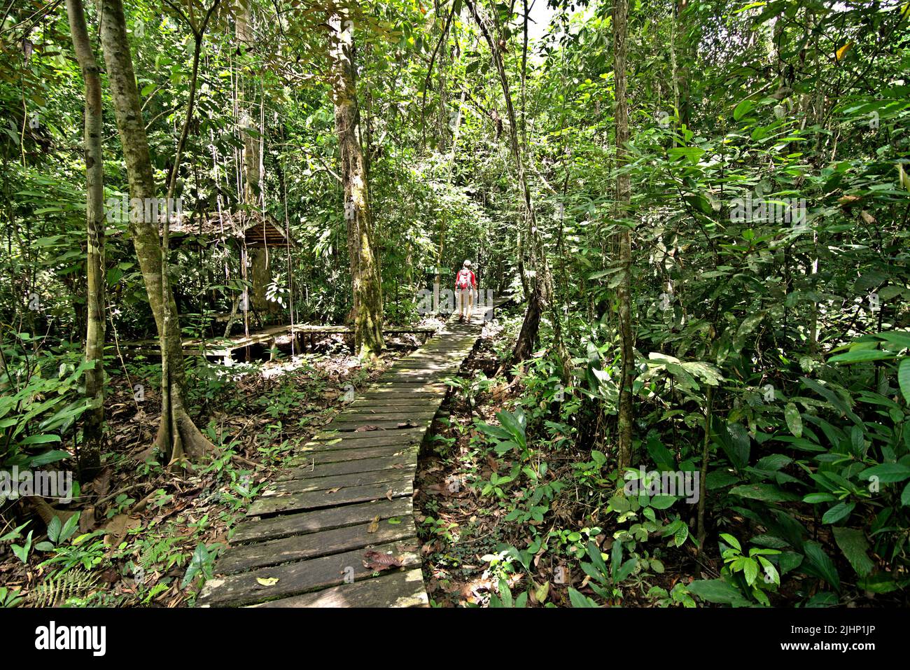 A national park ranger walking on wooden pathway across lowland forest ...