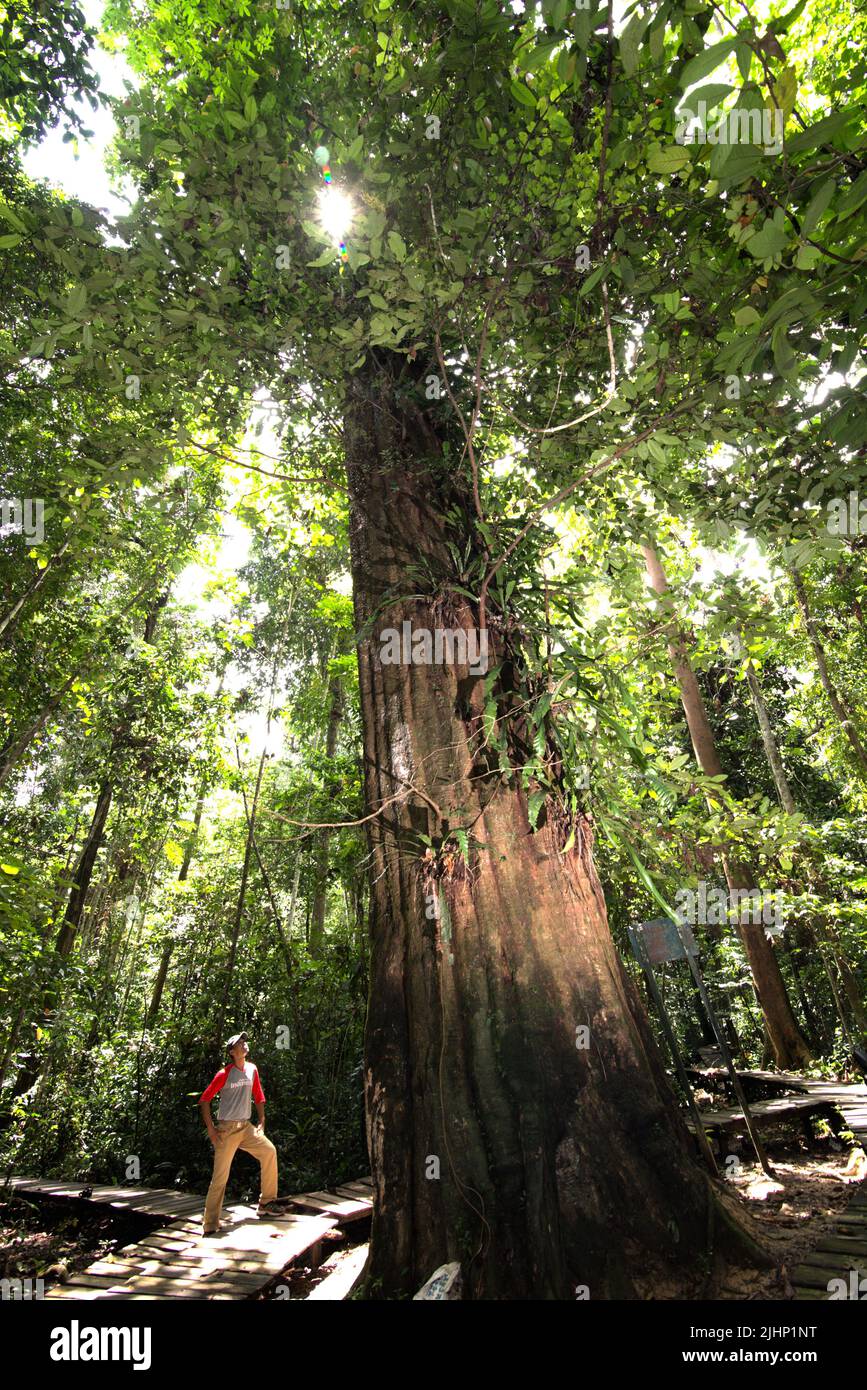 Ulin wood tree hi-res stock photography and images - Alamy