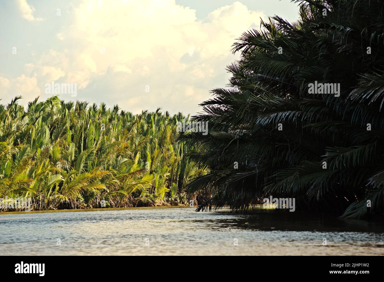 Nipa palms (Nypa fruticans) on the bank of Sangatta river in East Kutai ...
